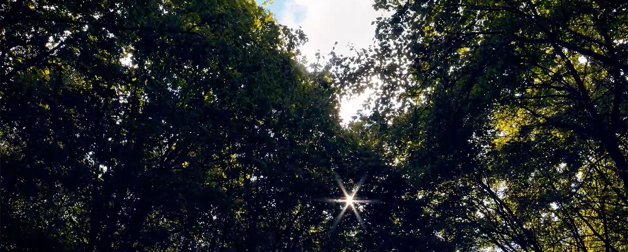 Free Range Meat | High Welfare Meat | Packington Free Range